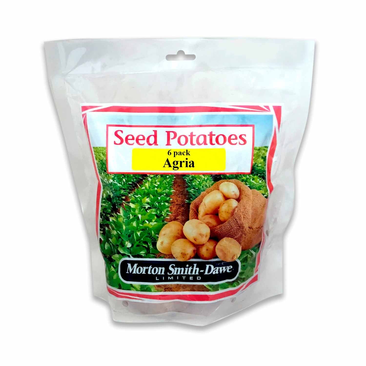 Seed Potato Agria 6 Pack