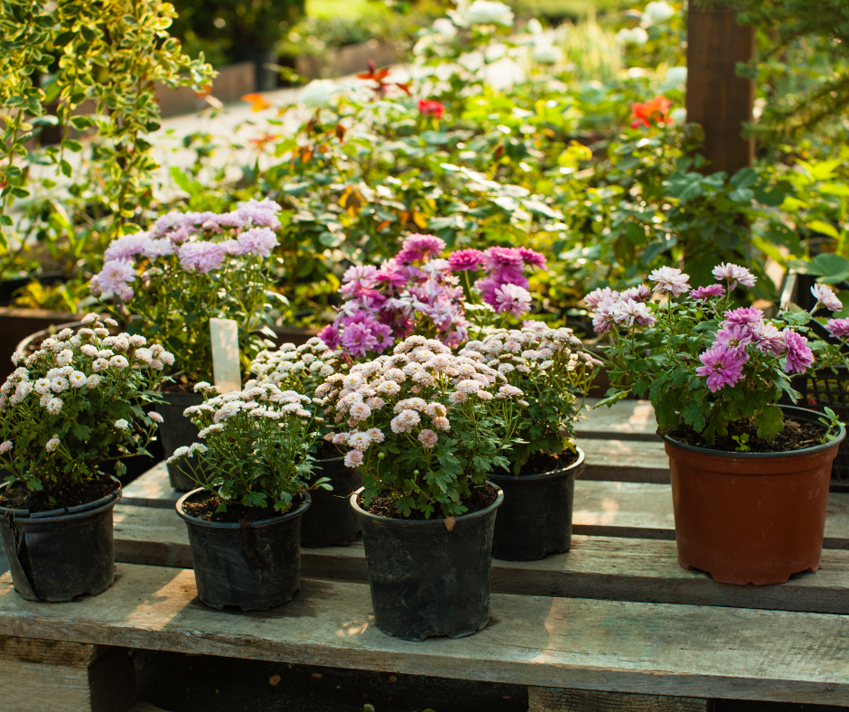 General Purpose Potting Mix